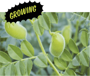 Chickpeas - Half Cup Habit